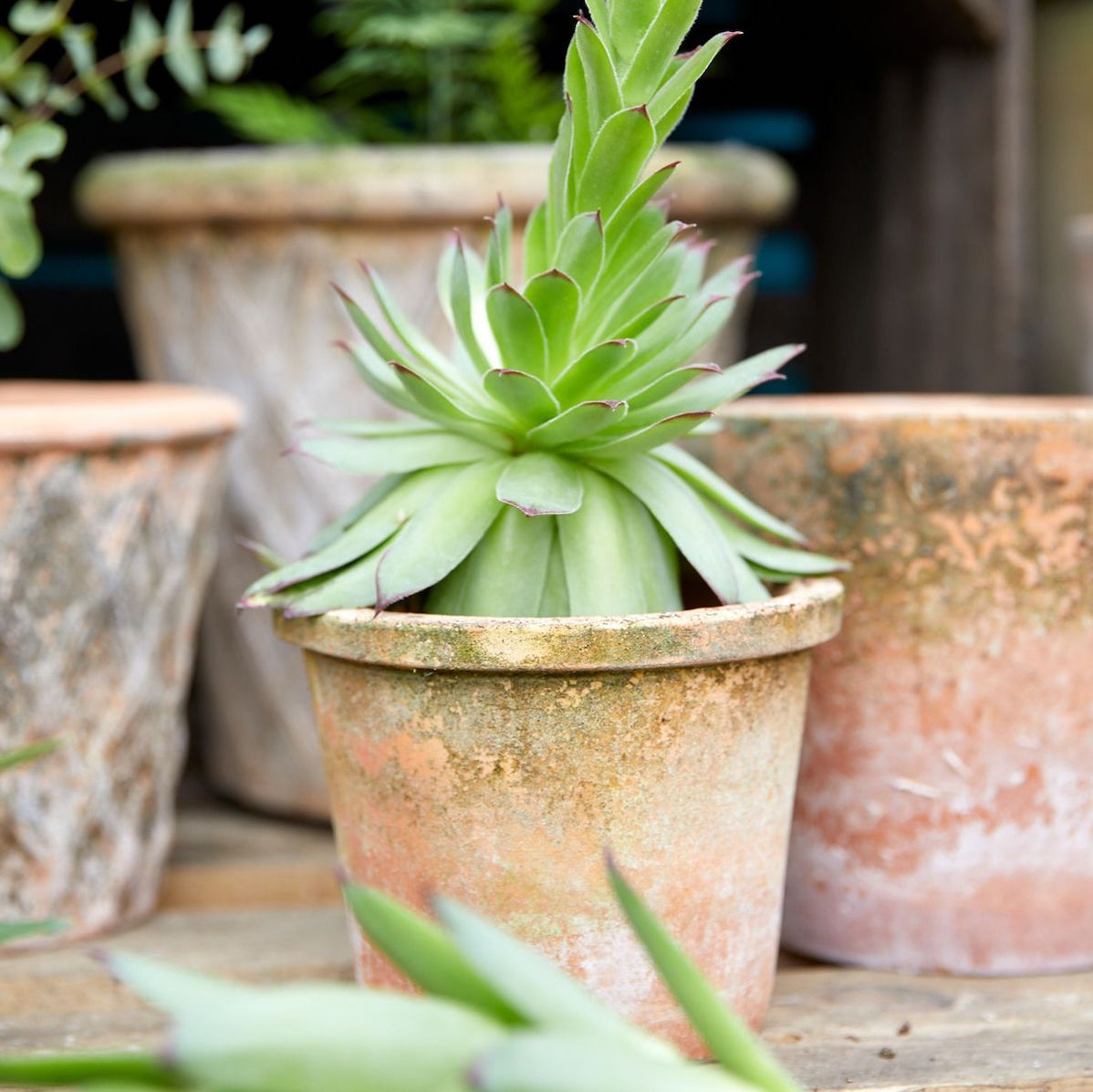 Wide Terracotta Plant Pots
