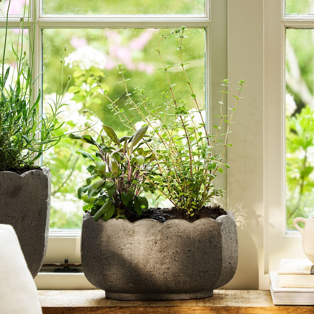 Lidstone Scallop Plant Pot | Idyll Home